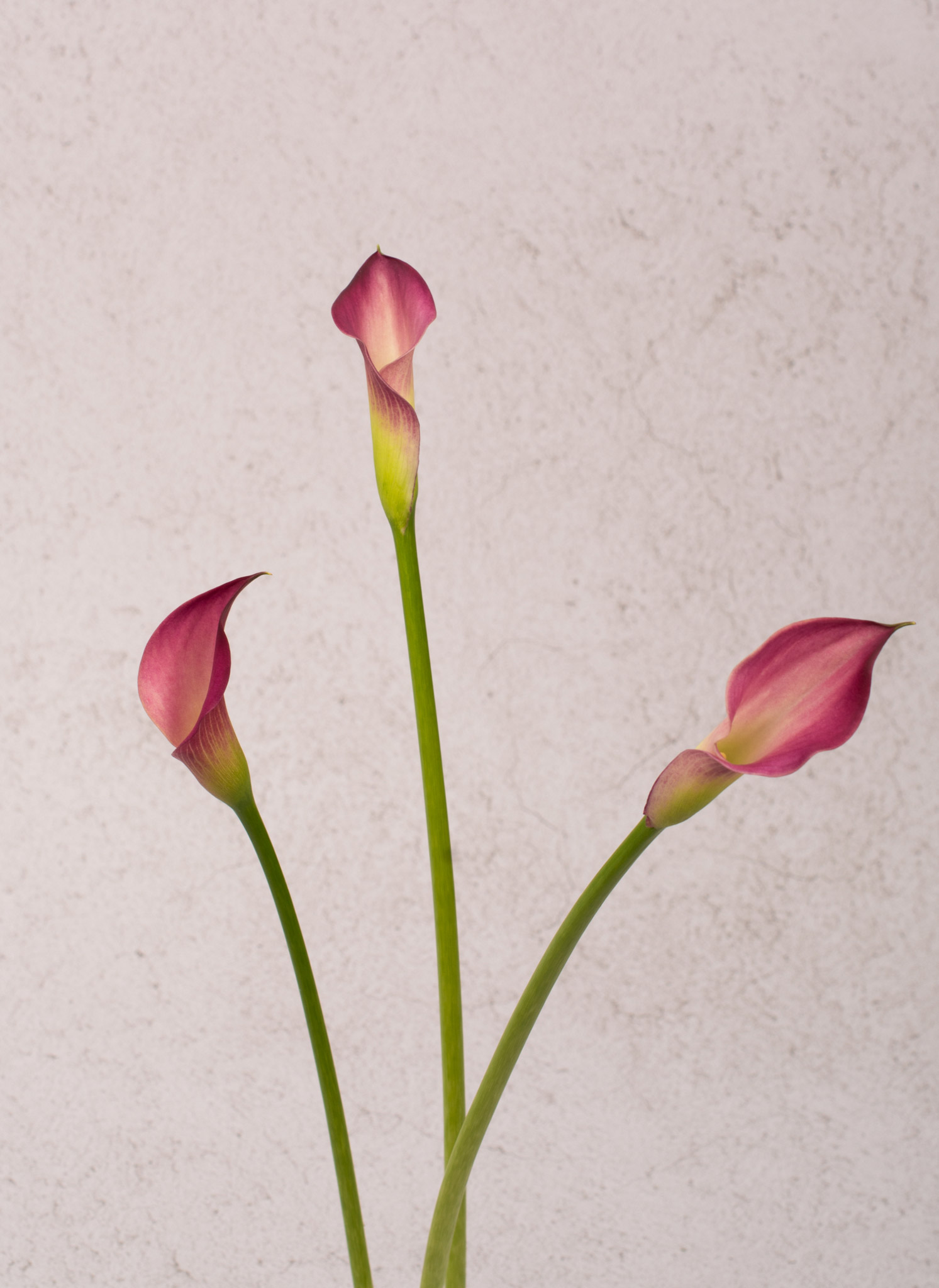 Calla Lily Bordeaux Hot Pink | Fagua flowers